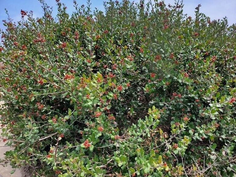 52 Amazing California Native Plants for Your Dreamy Garden