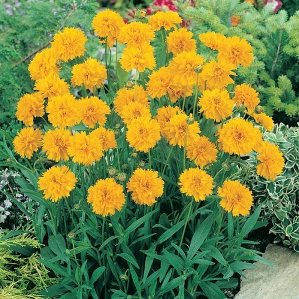 50 Beautiful Types of Cut Flowers for a Cut Flower Garden