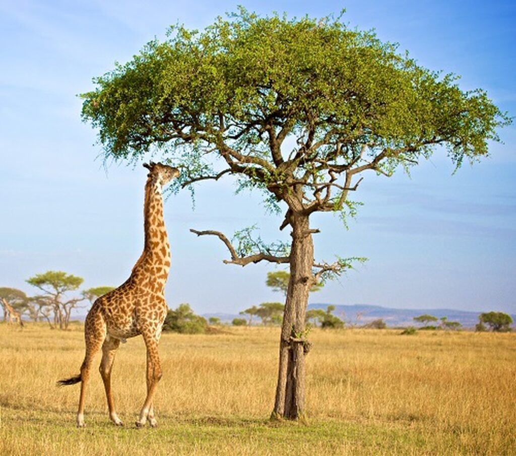 16 Amazing Trees That Start With A: Nature's Hidden Gems
