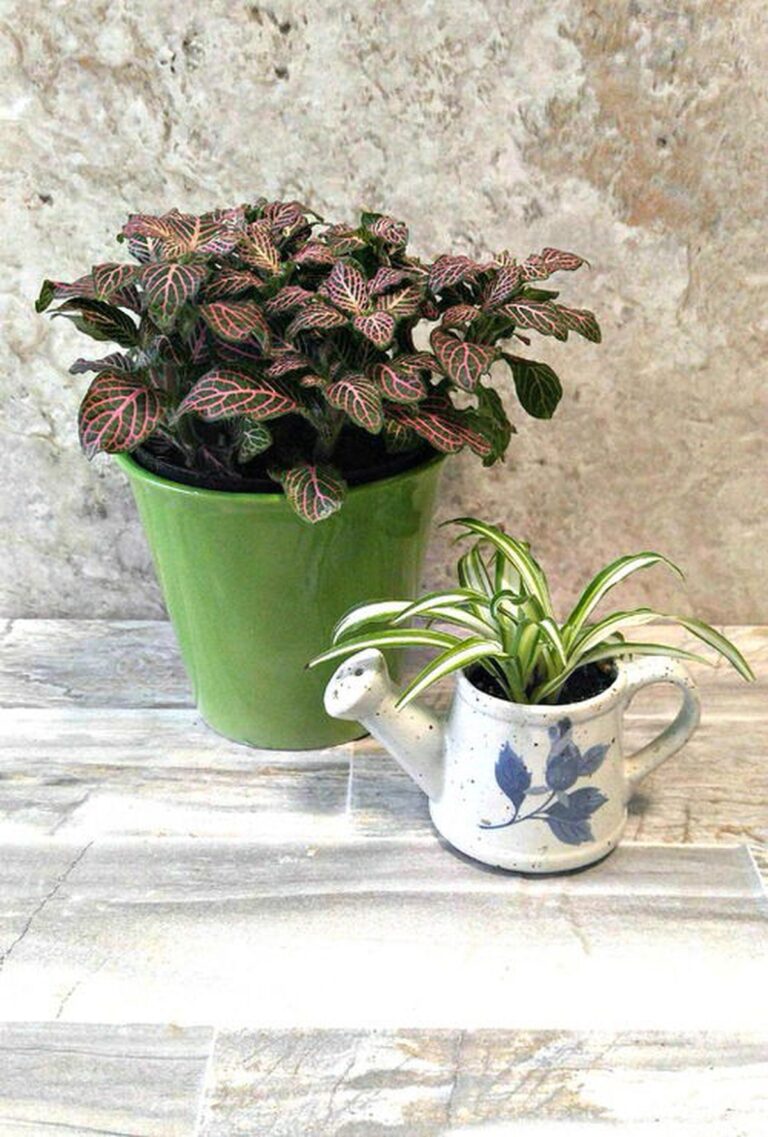 24 Stunning Fittonias to Brighten Your Home - Nerve Plant Varieties