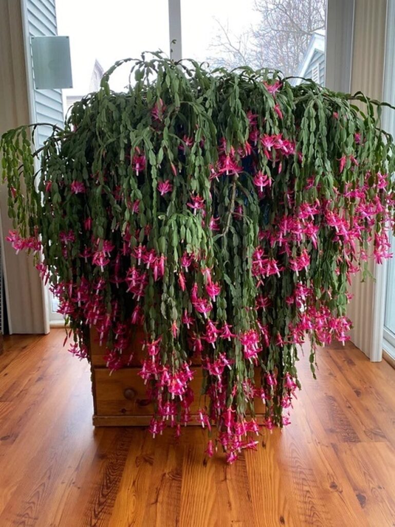 18 Beautiful Succulents With Long Stems - Stunning Trailing Varieties