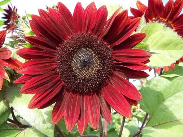 15 Popular Red Sunflower Varieties To Know
