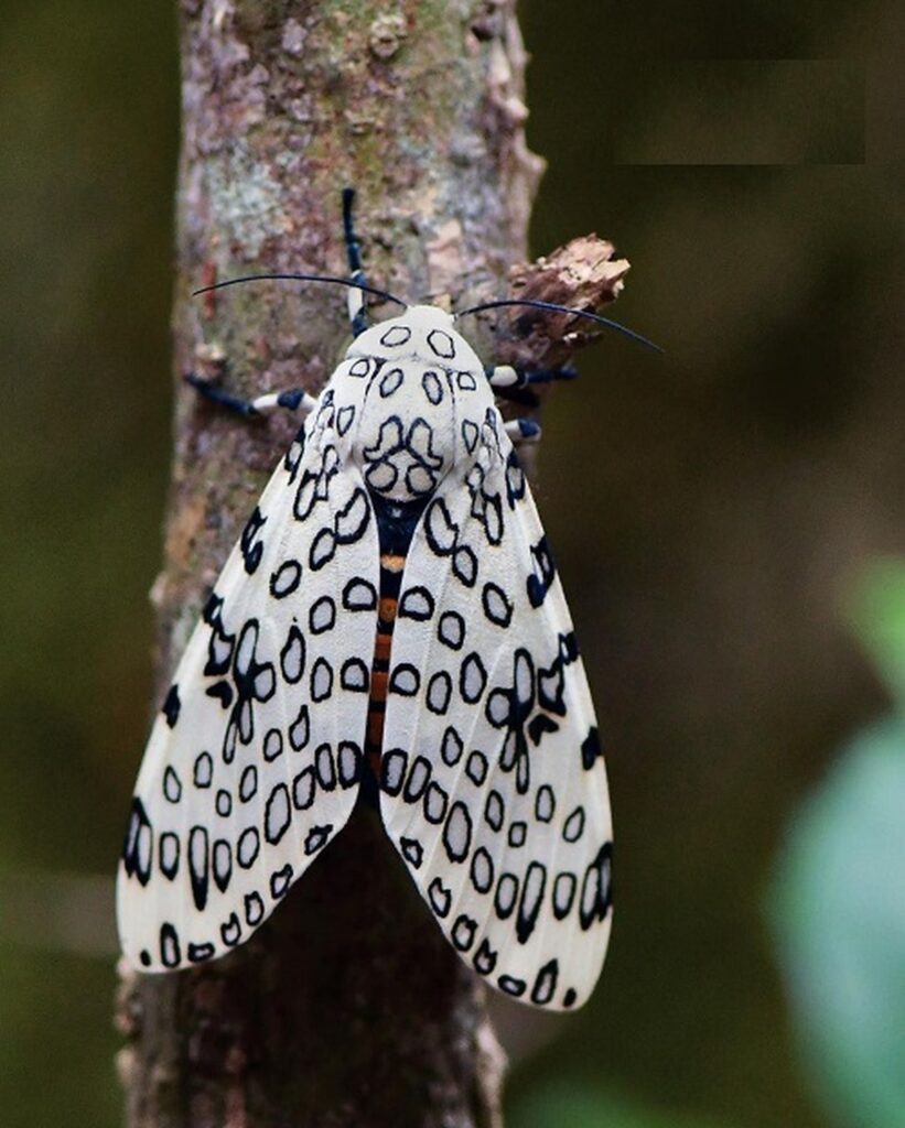 28 Adorable Moths That Are As Beautiful As Butterflies