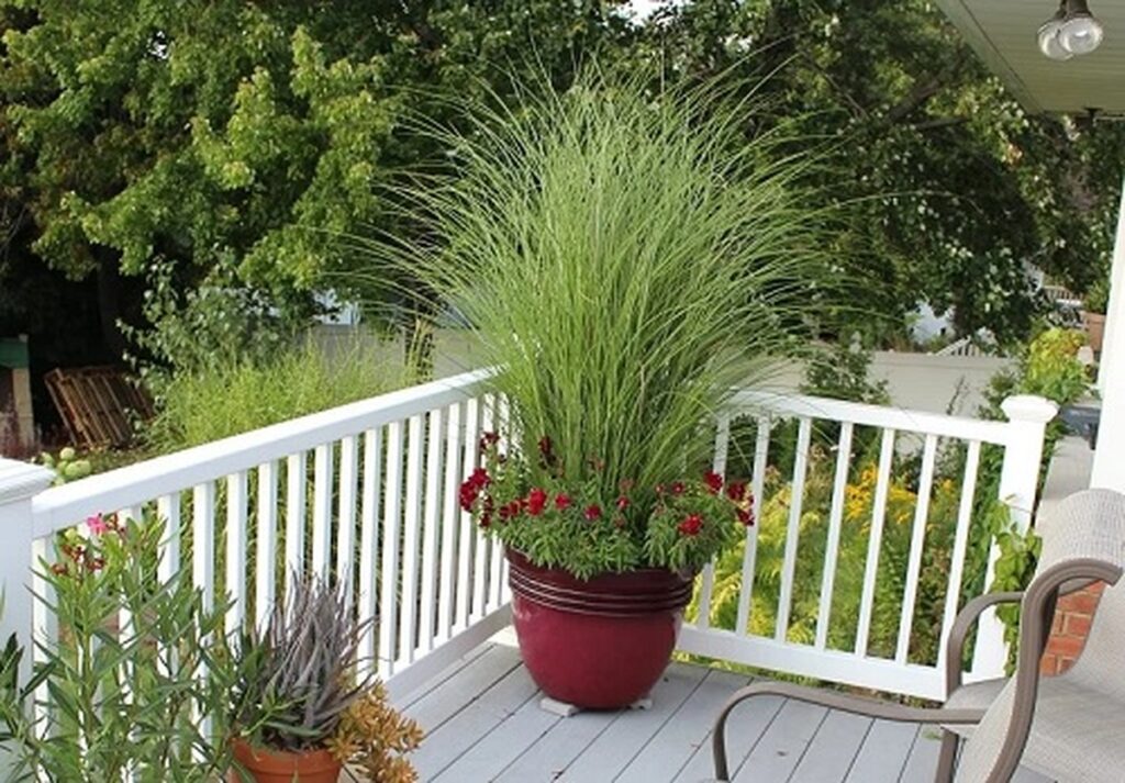 25 Brilliant Tall Grass Privacy Ideas for Your Garden Oasis