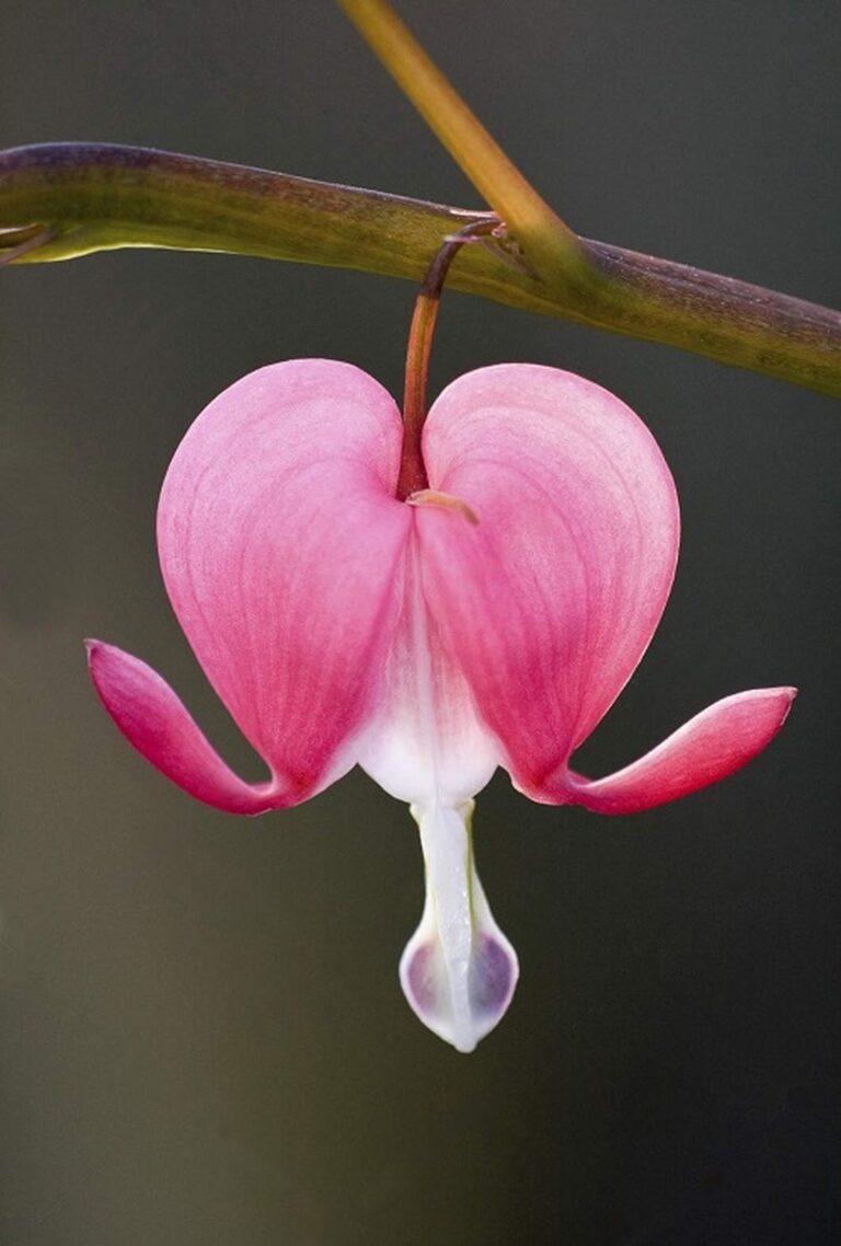 17 Amazing Plants That Look Like Human Body Parts