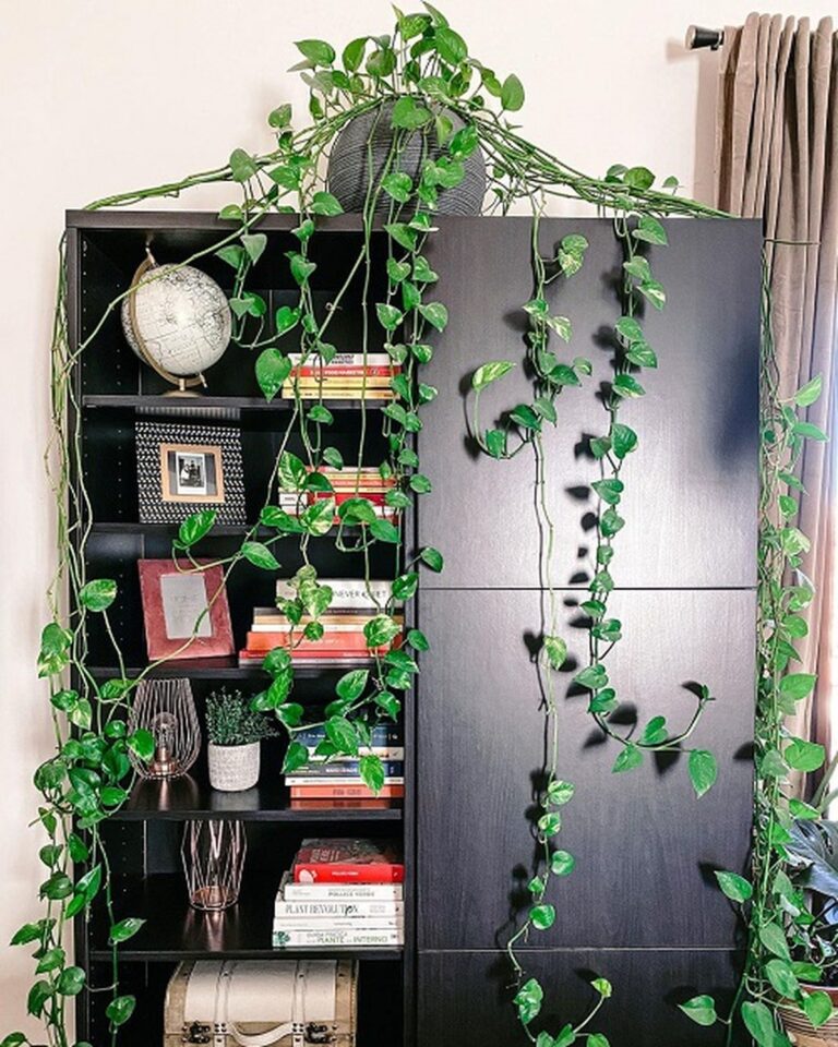 21 Brilliant Ideas for Planting Pothos to Exolore