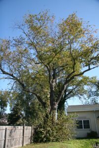 25 Enchanting Trees With Smooth Gray Bark That Stun Year-Round