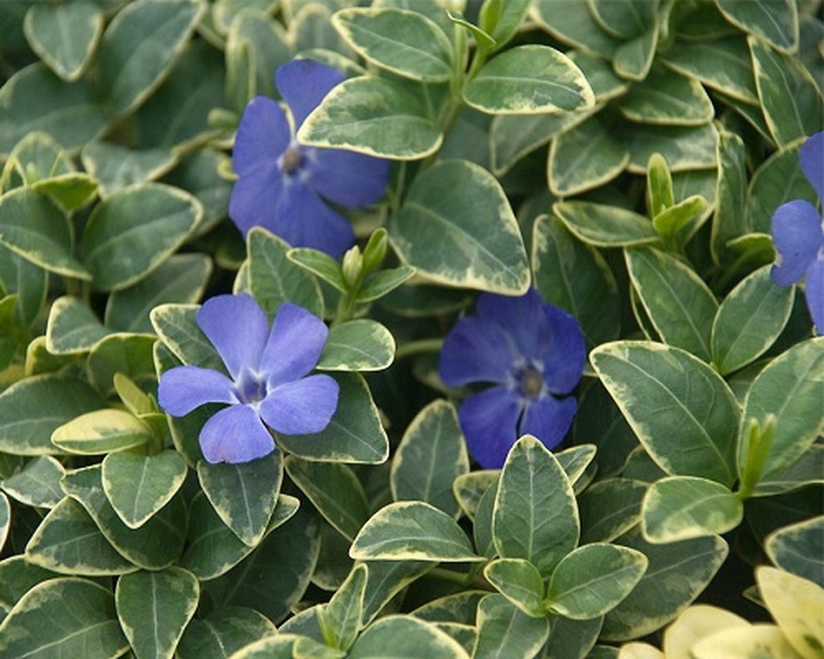 15 Types of Vincas to Brighten Your Garden