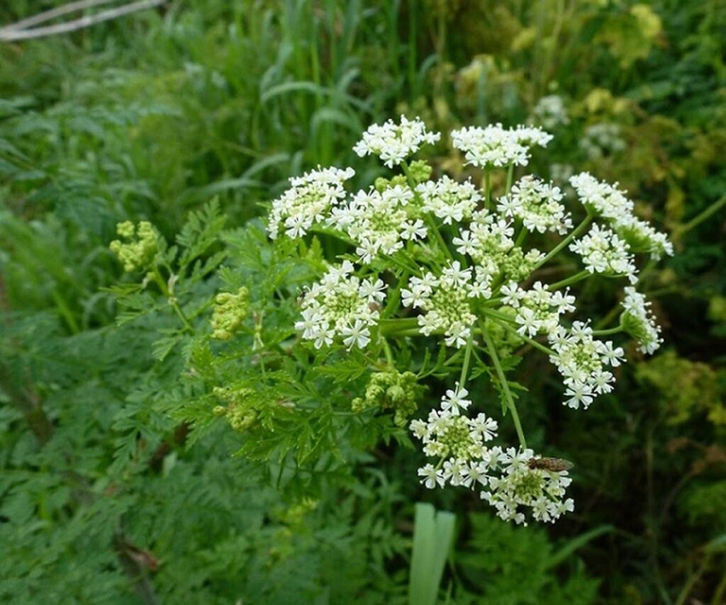 20 Terrifying Deadly Plants That Can Kill Even Humans