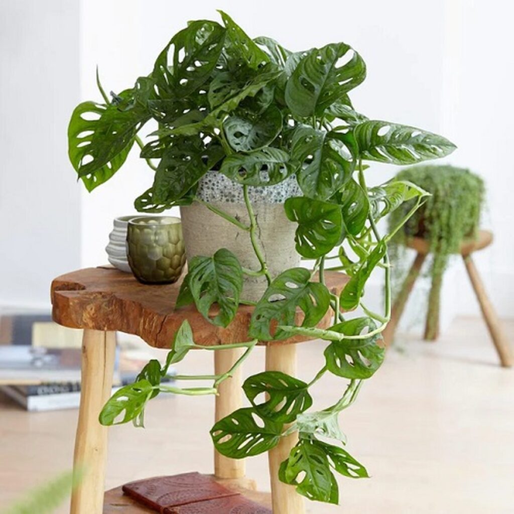 18 Beautiful Money Plants to Welcome Prosperity Into Your Home