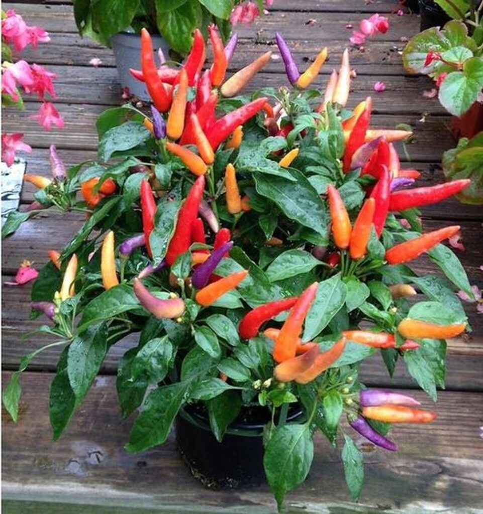 15 Stunning Ornamental Pepper Varieties: Can You Eat Them?