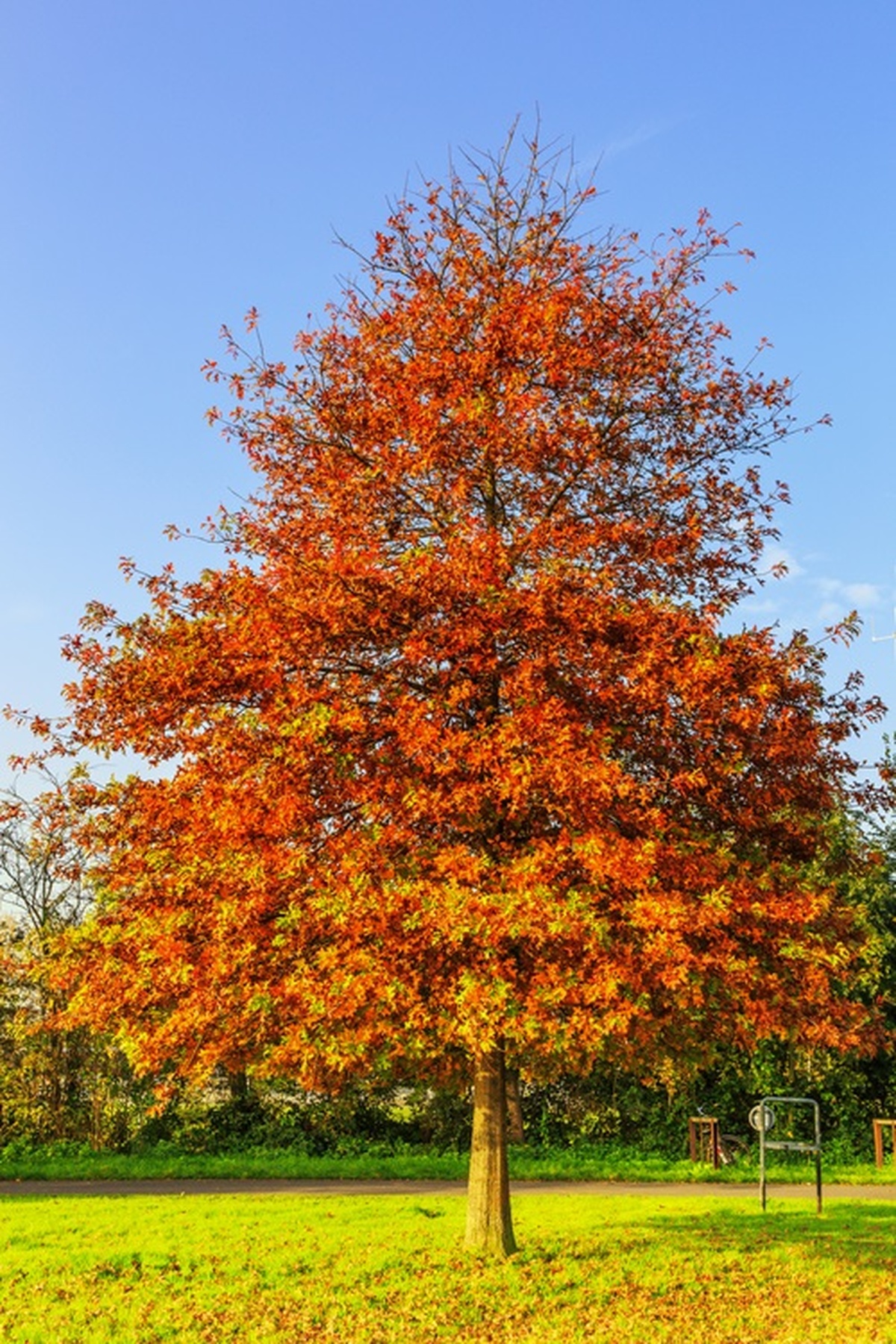 15 Exotic Trees With Red Leaves All Year for Your Garden