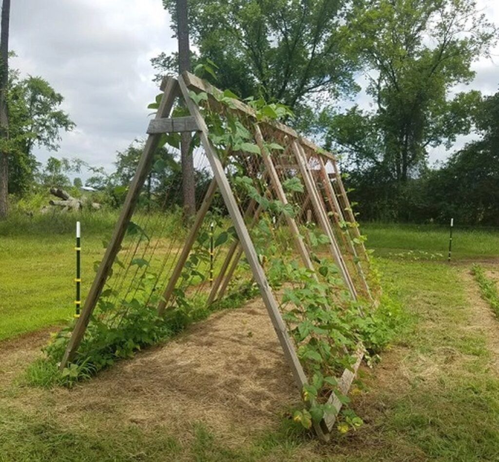 26 Simple and Creative DIY Bean Trellis Ideas for Your Garden