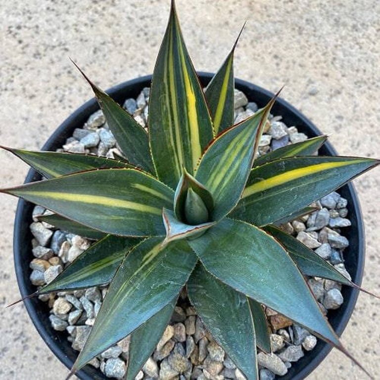 18 Stunning Indoor Plants With Blue Leaves to Brighten Your Home
