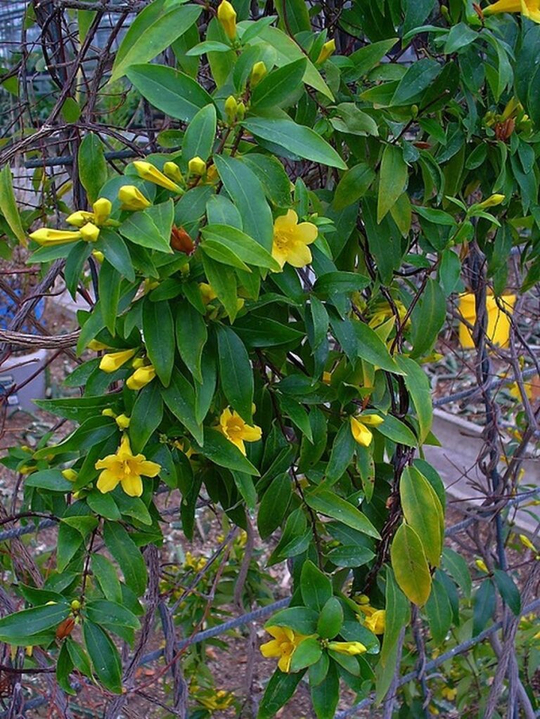 47 Beautiful Native Florida Flowers That Brighten Any Garden