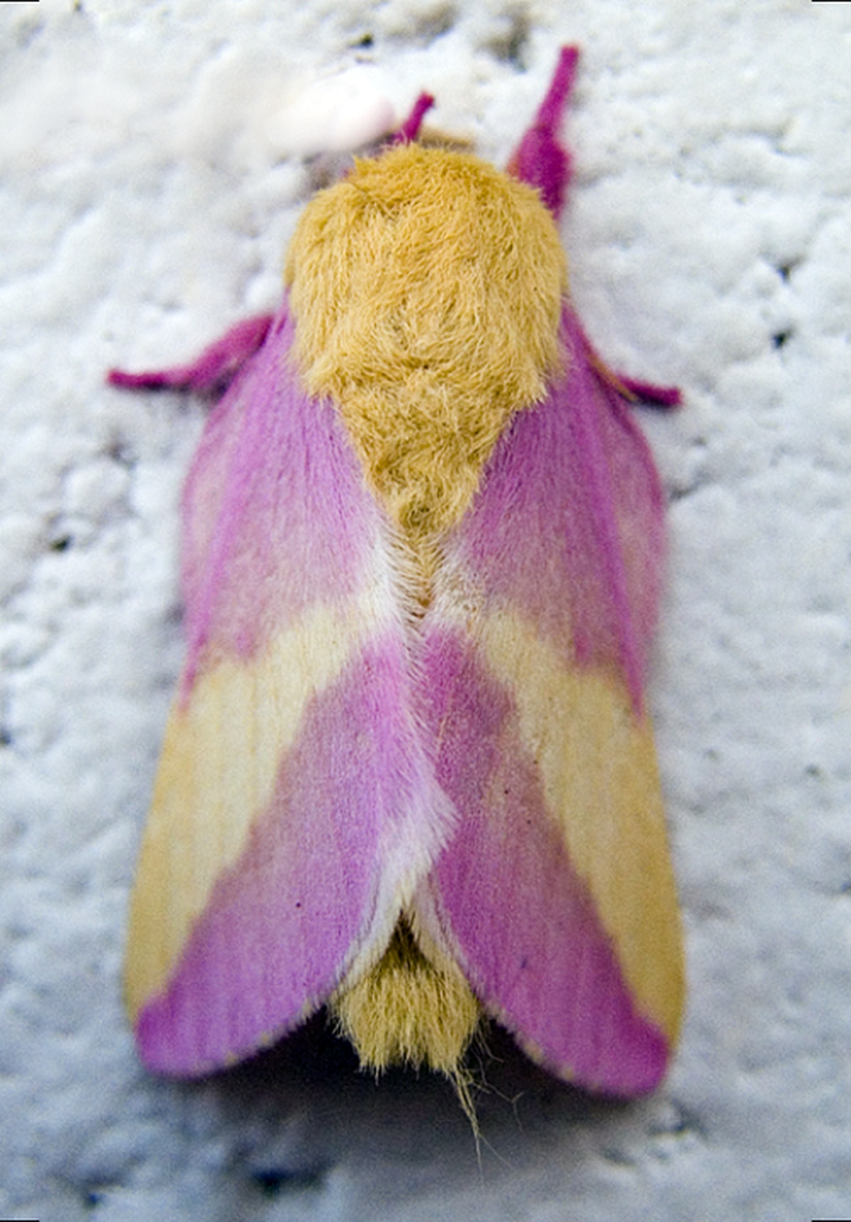 8 Stunning Fluffy Moths to Discover in Your Garden