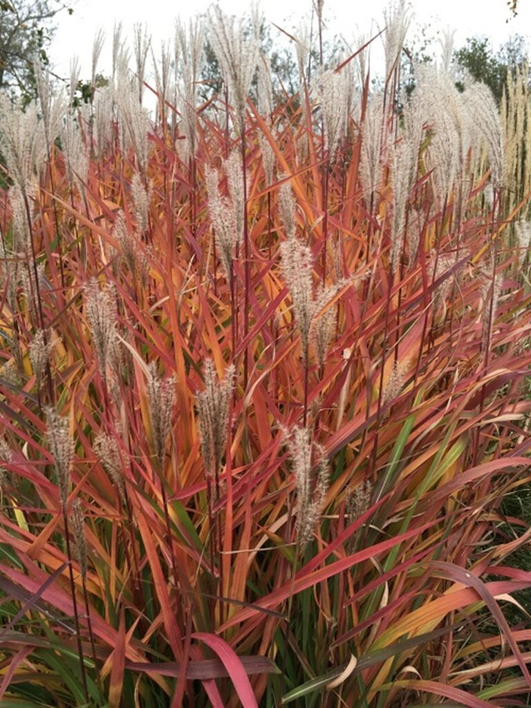 15 Stunning Ornamental Grasses For Shade That Thrive Effortlessly
