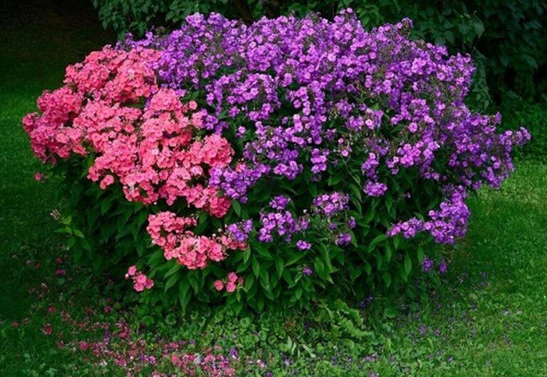 17 Stunning Pink and Blue Flowers to Brighten Your Garden