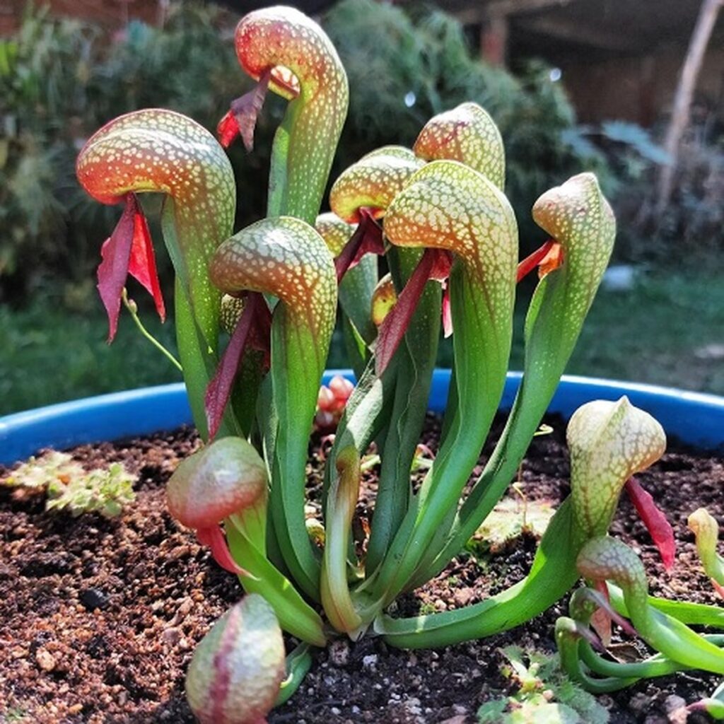 15 Surprising Ugly Flowers That Charm Every Garden Enthusiast