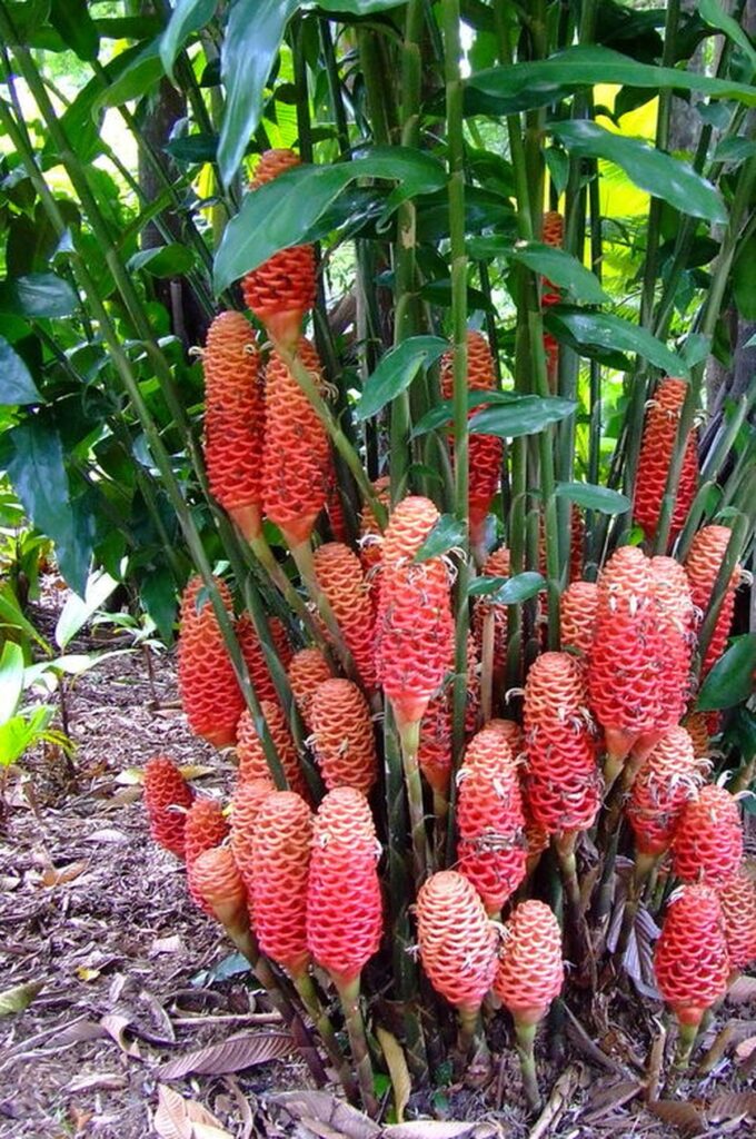 19 Gorgeous Types of Ginger Plants for Your Garden Paradise