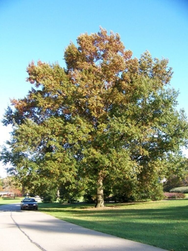 50 Stunning Types of Oak Trees for Your Dream Landscape