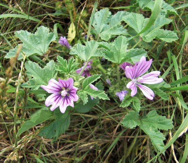 19 Best Edible Weeds You Didn't Know You Could Eat