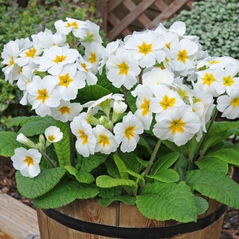 17 Beautiful Irish Flowers to Brighten Your Garden Space