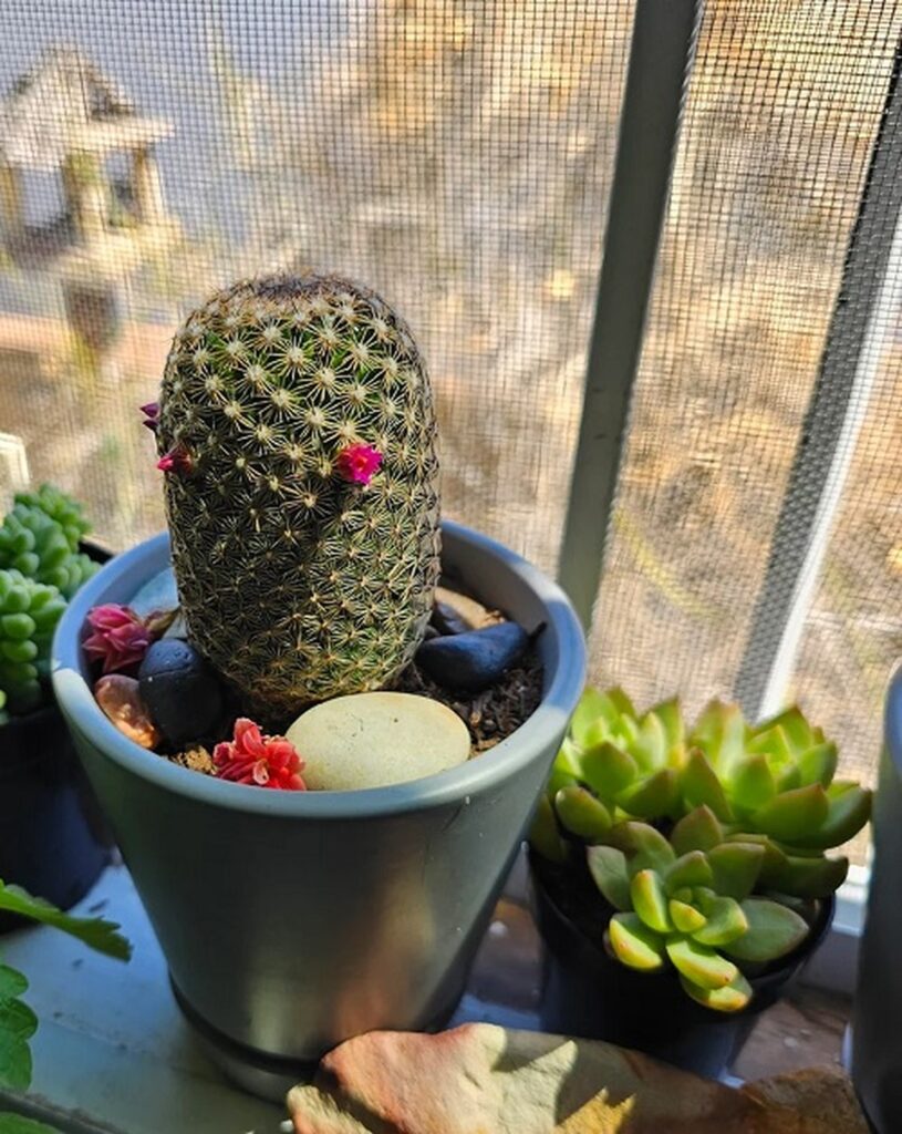 17 Amazing Plants That Look Like Human Body Parts