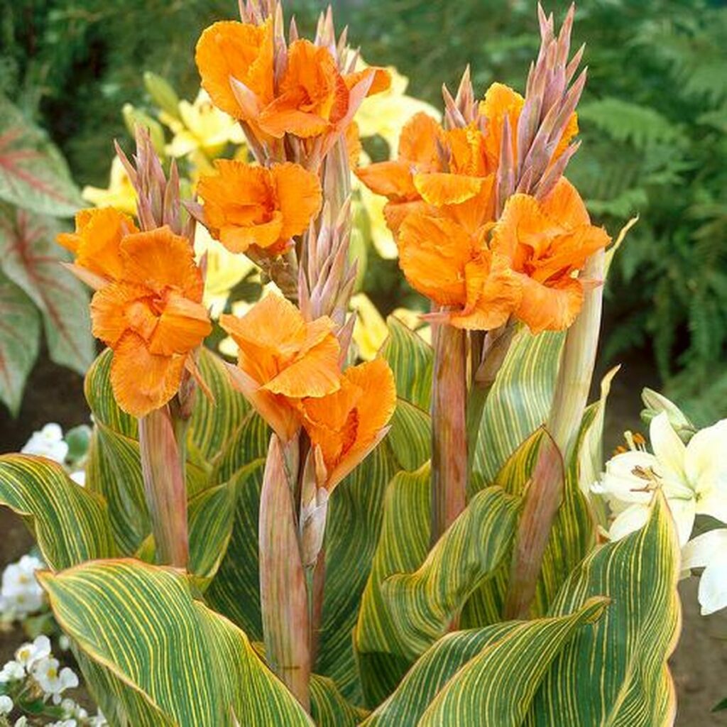 30 Stunning Types of Canna Lily Varieties for Garden Paradise