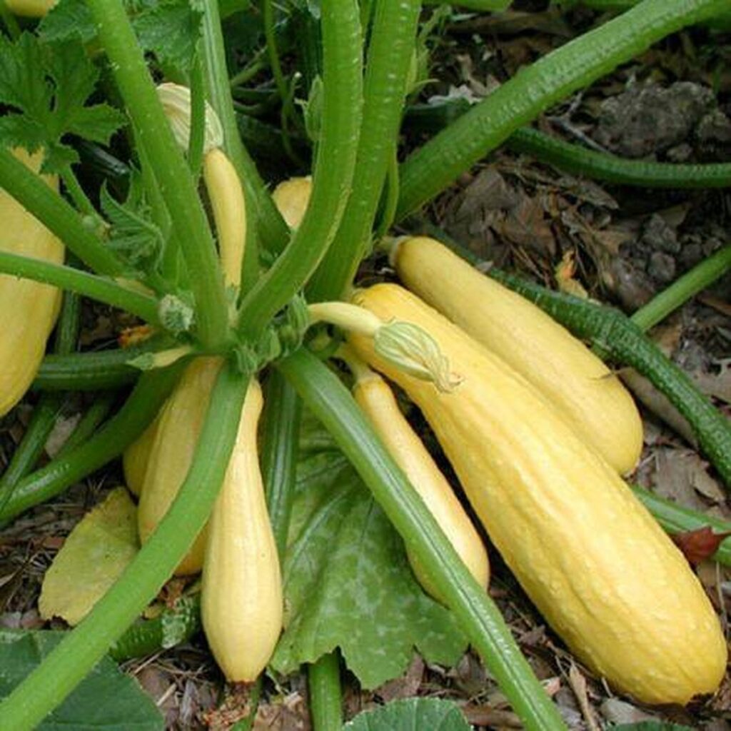 38 Delicious Types of Squash: Best Varieties for Your Garden