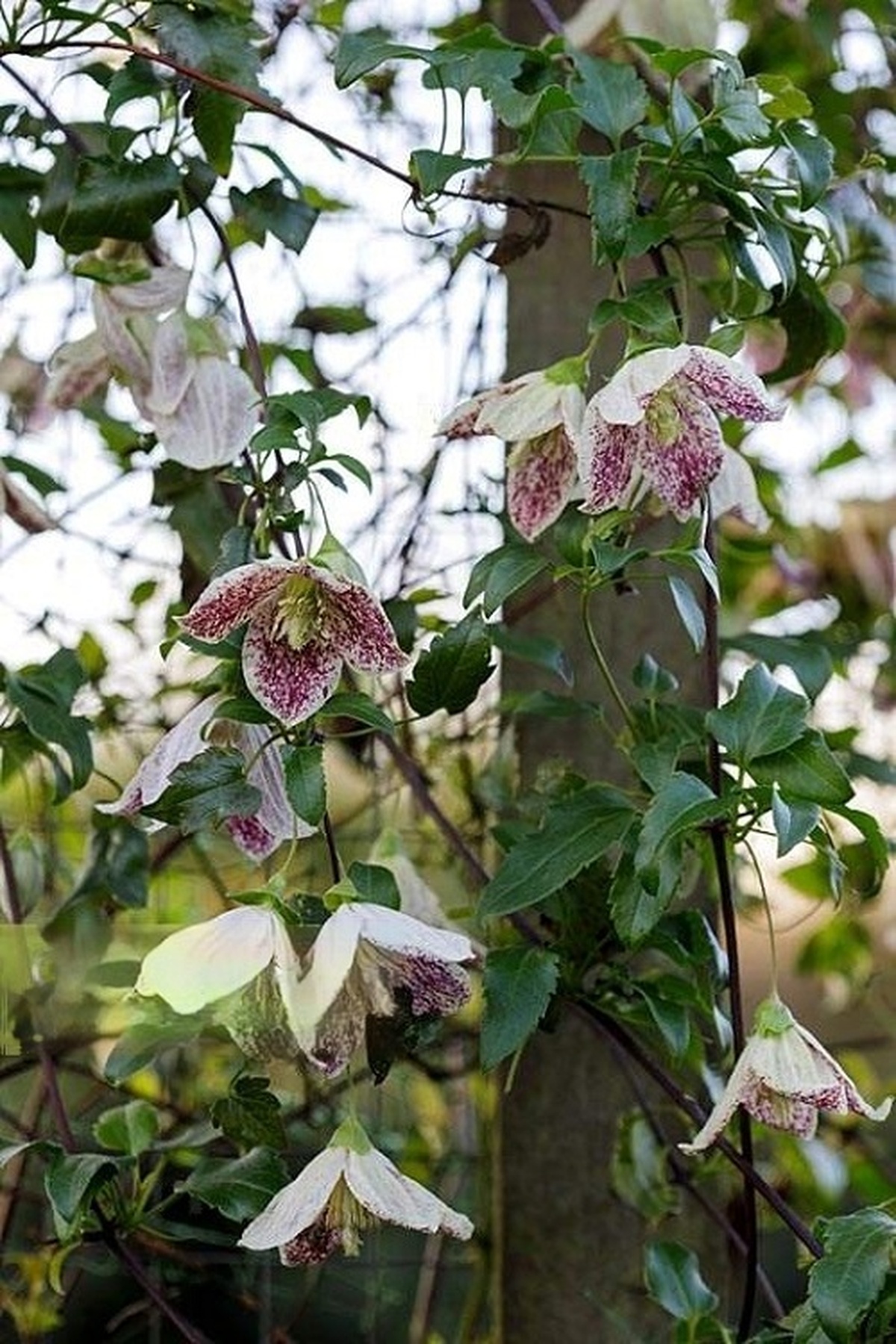 6 Enchanting Vines That Look Like Ferns For Your Garden