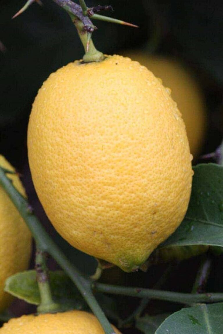 22 Different Types of Lemons (with Pictures)