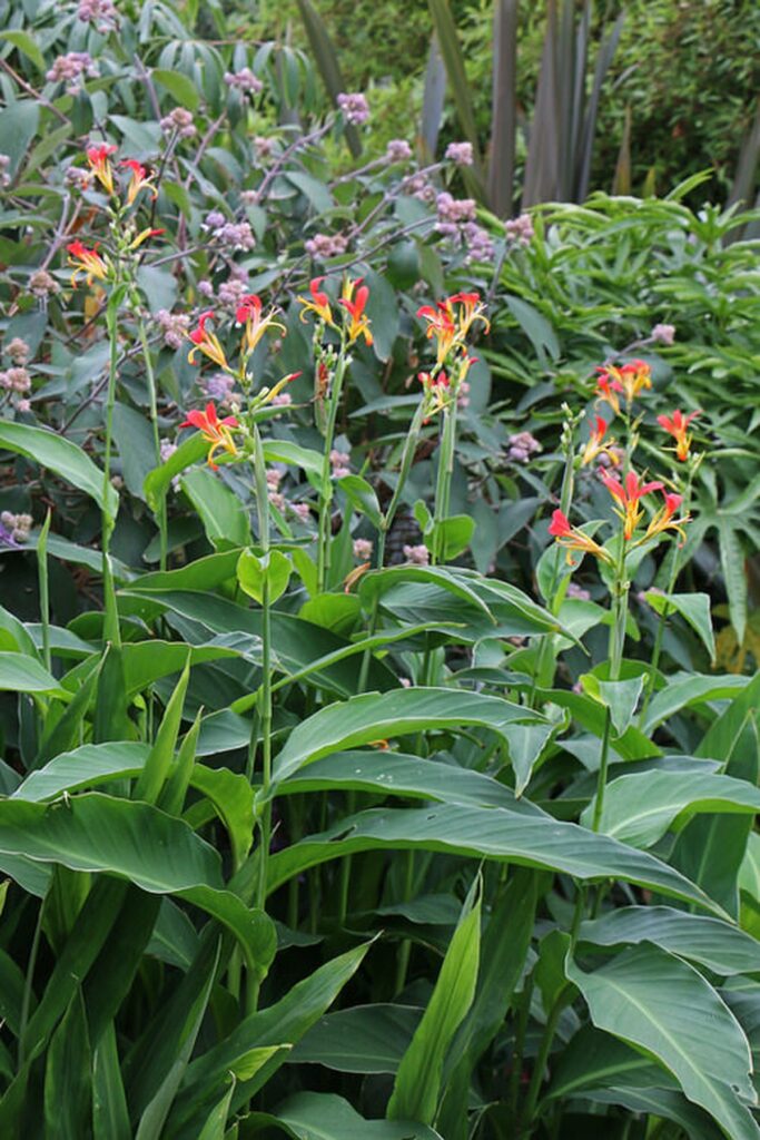 30 Stunning Types of Canna Lily Varieties for Garden Paradise