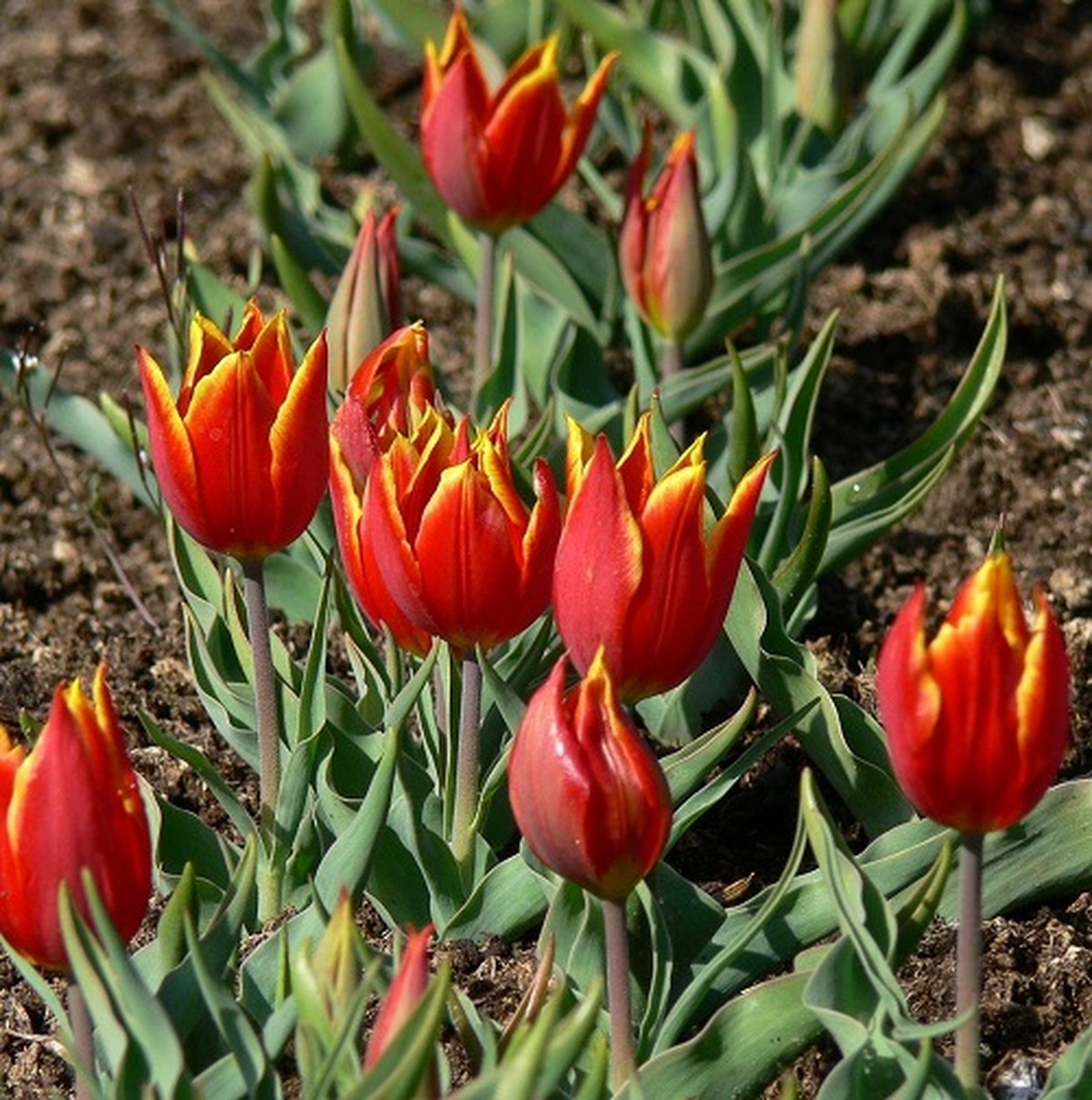 7 Breathtaking Iran Flowers That Will Steal Your Heart