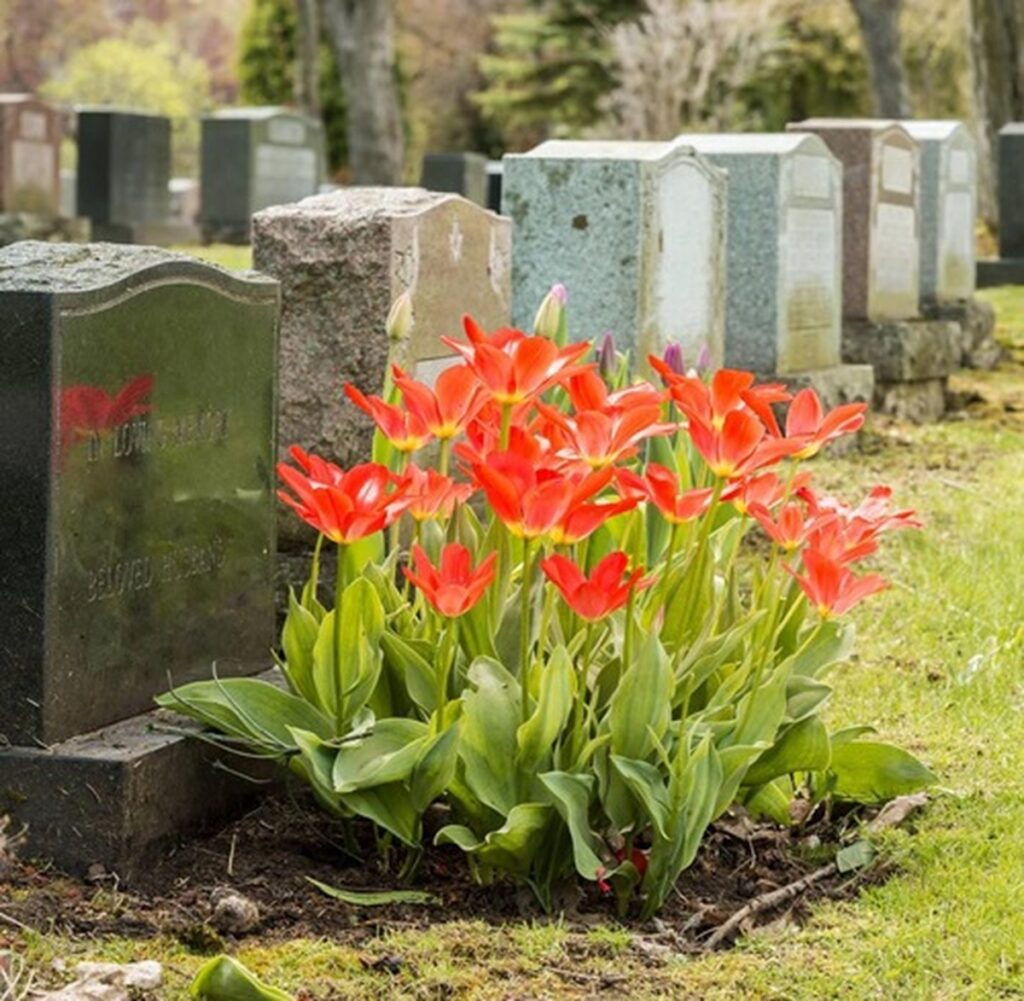 20 Beautiful Flowers for Graves and Cemeteries: Honor Loved Ones