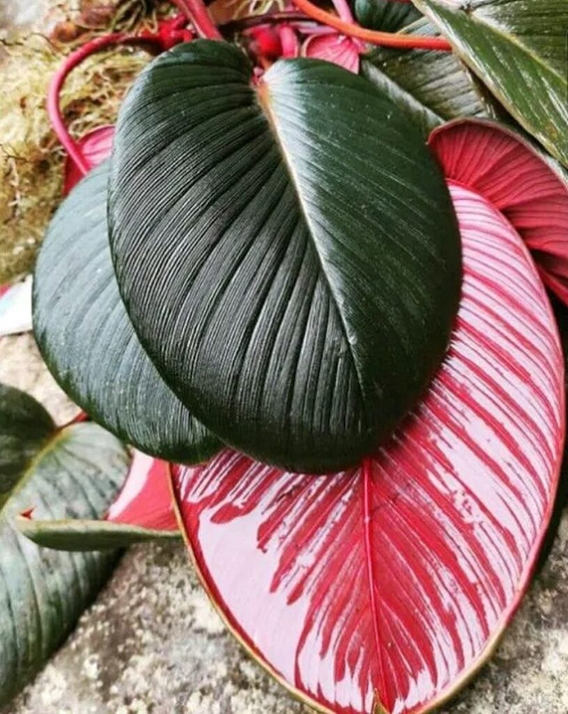 19 Stunning Types of Homalomena Varieties for Your Indoor Garden