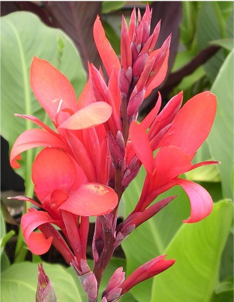 30 Stunning Types of Canna Lily Varieties for Garden Paradise