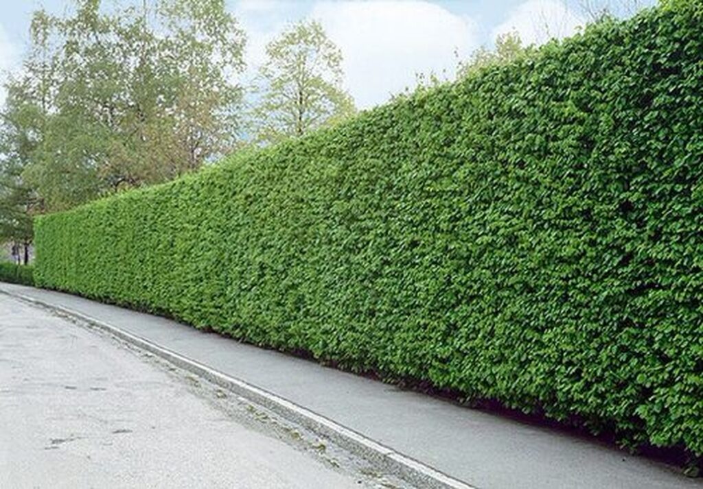 47 Beautiful Hedge Plants to Create a Perfect Green Boundary