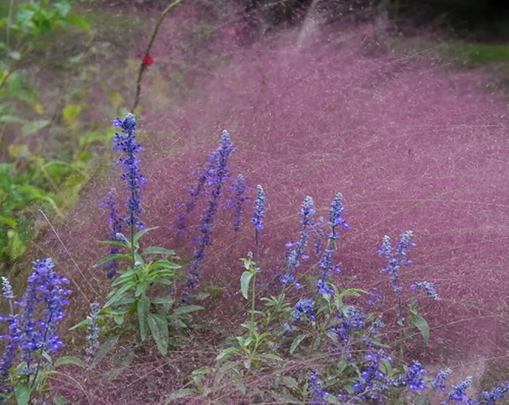 18 Stunning Pink Muhly Grass Companion Plants for Your Garden
