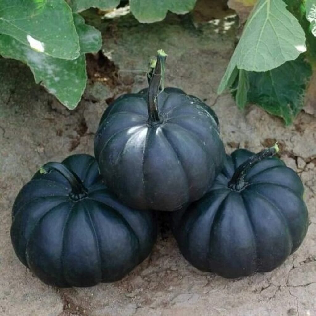21 Stunning Black Vegetables to Grow in Your Garden
