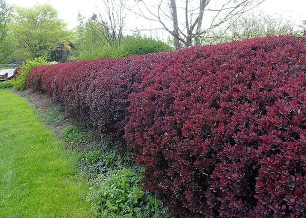 47 Beautiful Hedge Plants to Create a Perfect Green Boundary