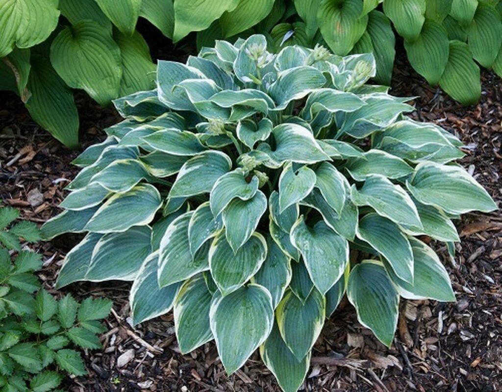 25 Stunning Purple Hostas To Brighten Your Garden Space