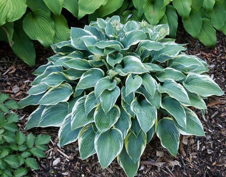 25 Stunning Purple Hostas To Brighten Your Garden Space