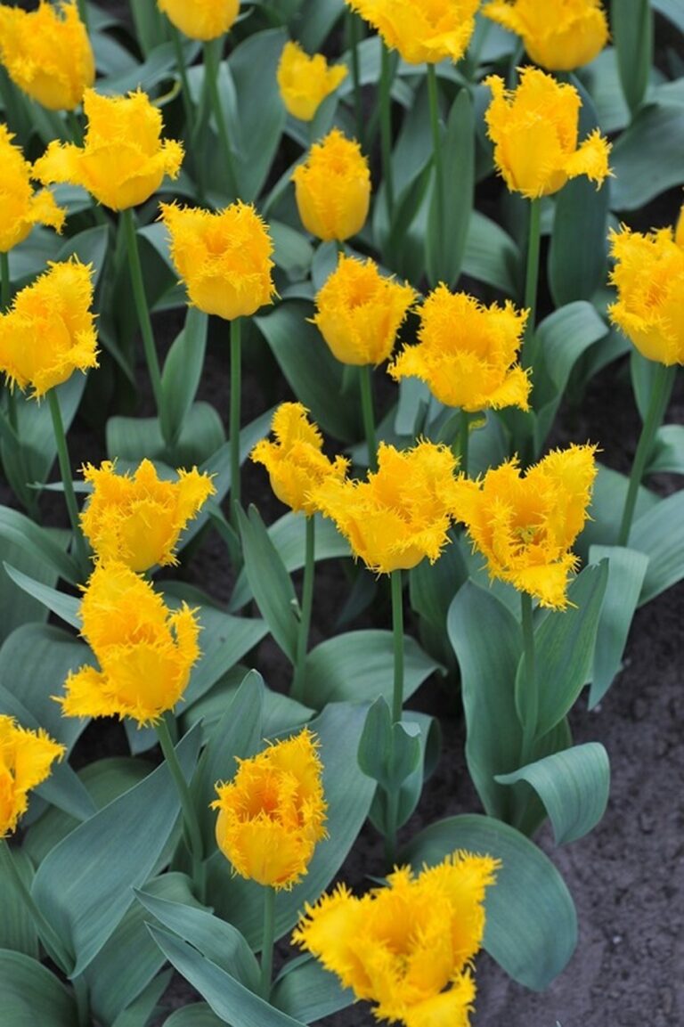 34 Enchanting Yellow Tulip Varieties to Brighten Your Garden