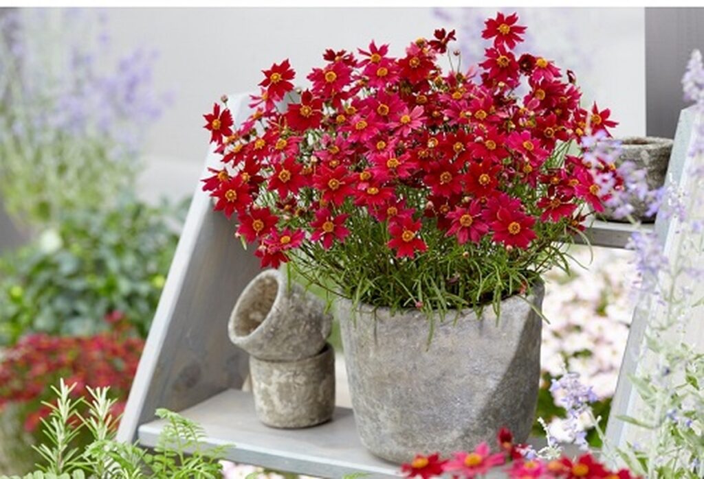 31 Amazing Small Flowers That Will Brighten Your Garden