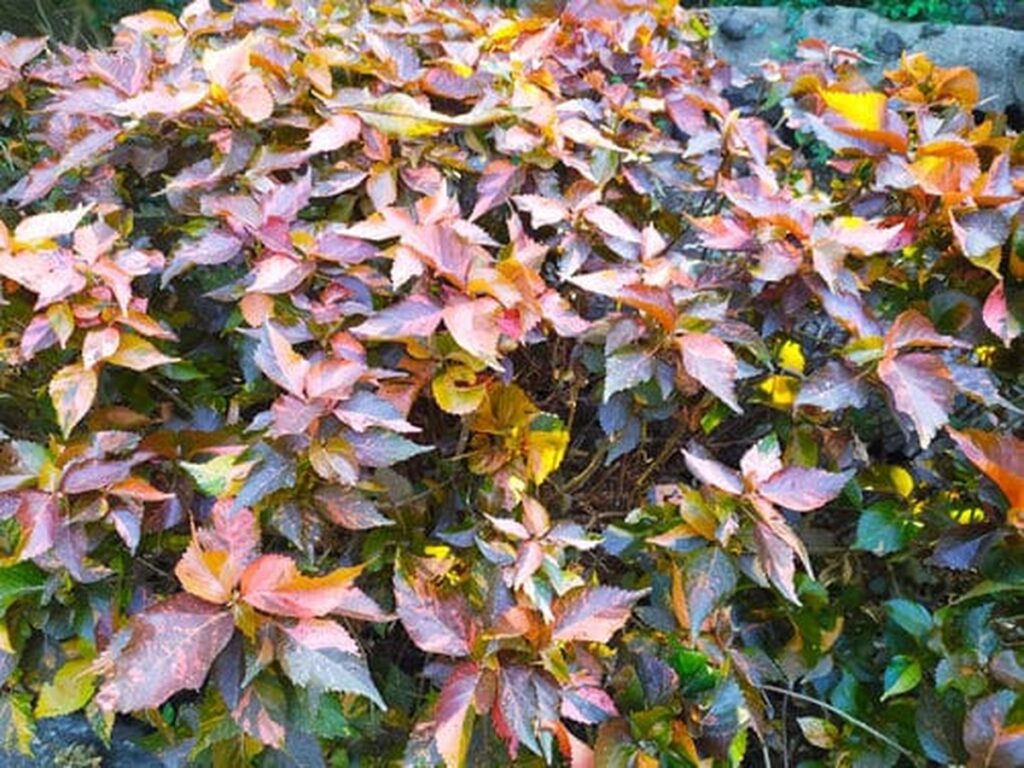 24 Breathtaking Plants That Look Like They Are Made Of Copper