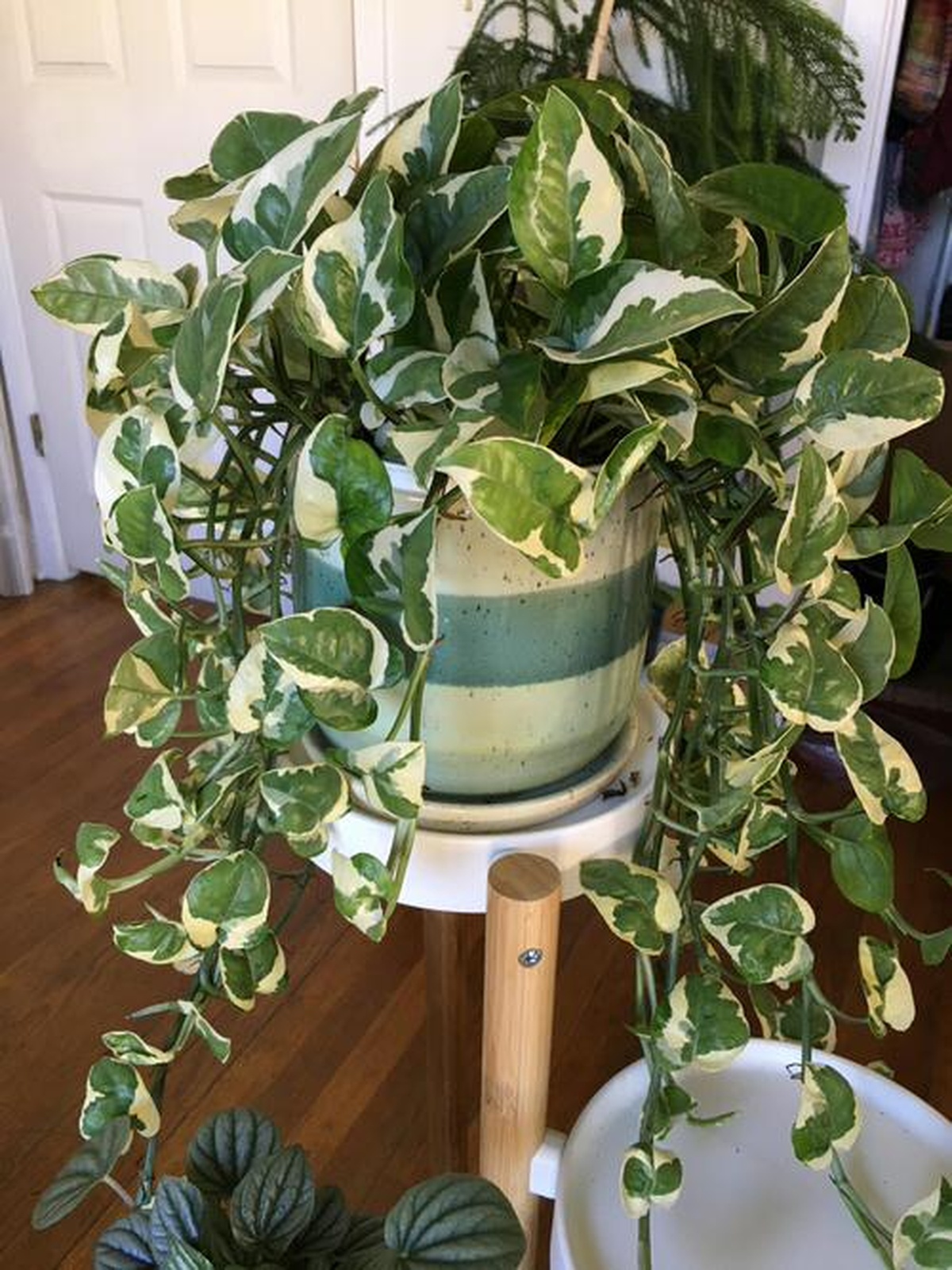 6 Beautiful Low Light Pothos that Need No Sun to Thrive