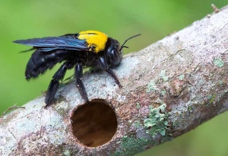 25 Surprising Tiny Bugs in House Near Windows to Watch For