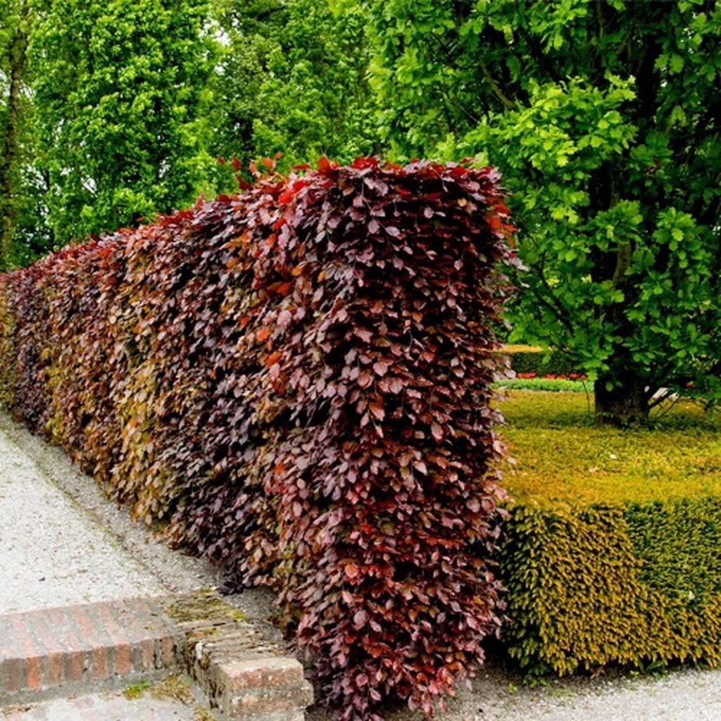 31 Stunning Colorful Hedge Plants for a Vibrant Garden Border
