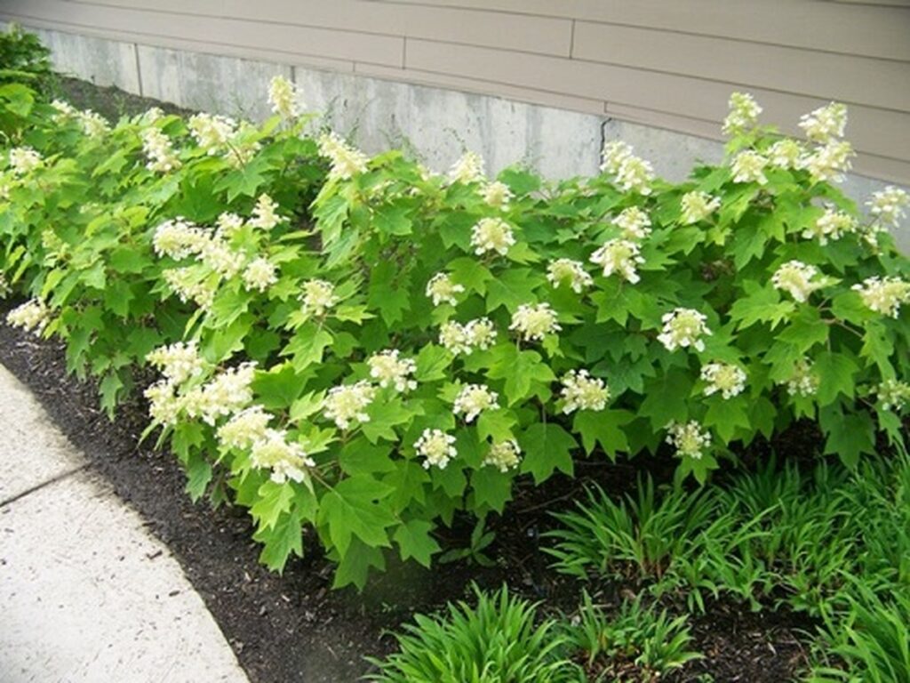 22 Breathtaking Oakleaf Hydrangea Varieties For Your Garden